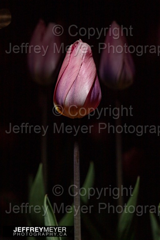 Tulip Portraits - Blog - Jeffrey Meyer Photography